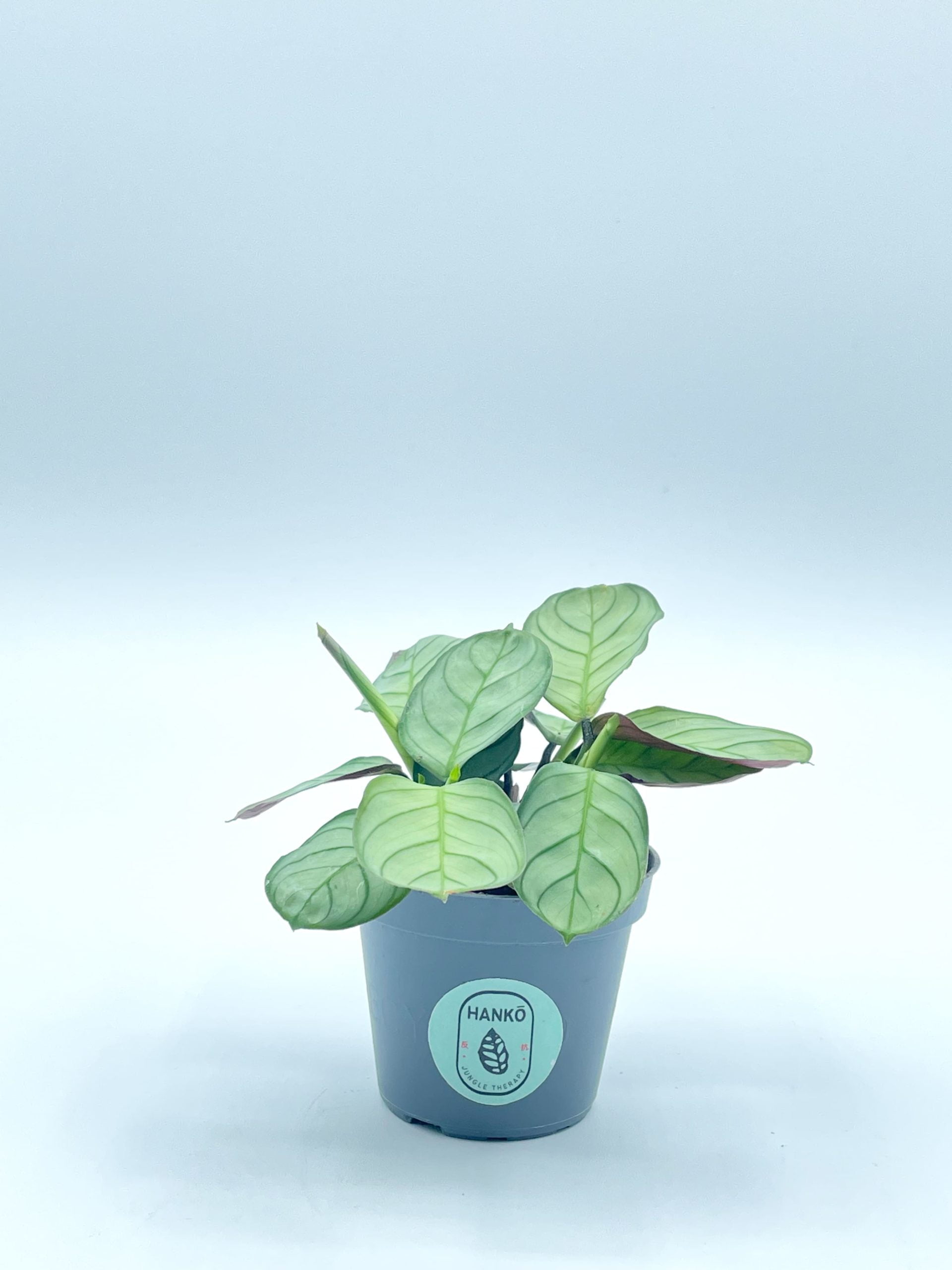 Ctenanthe Amagris "Maranta Amabilis Mint" - HANKŌ