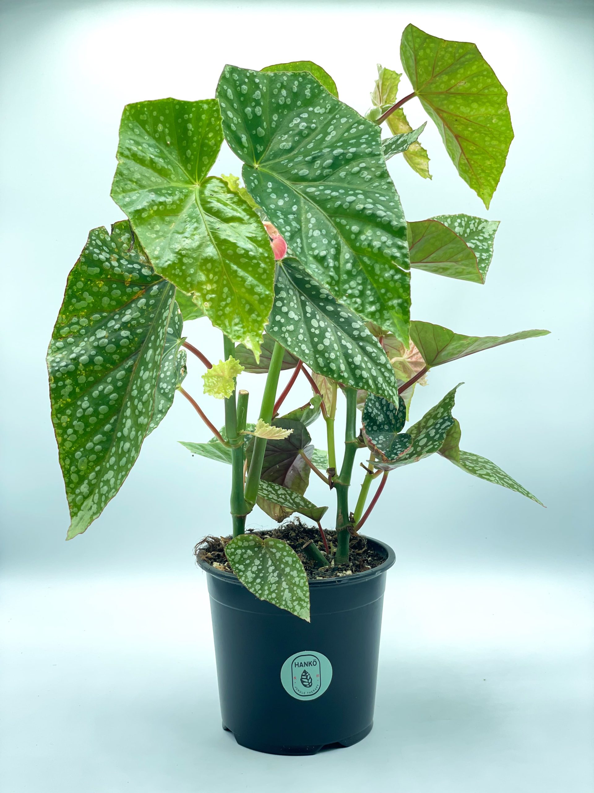 Begonia Snow Capped - HANKŌ