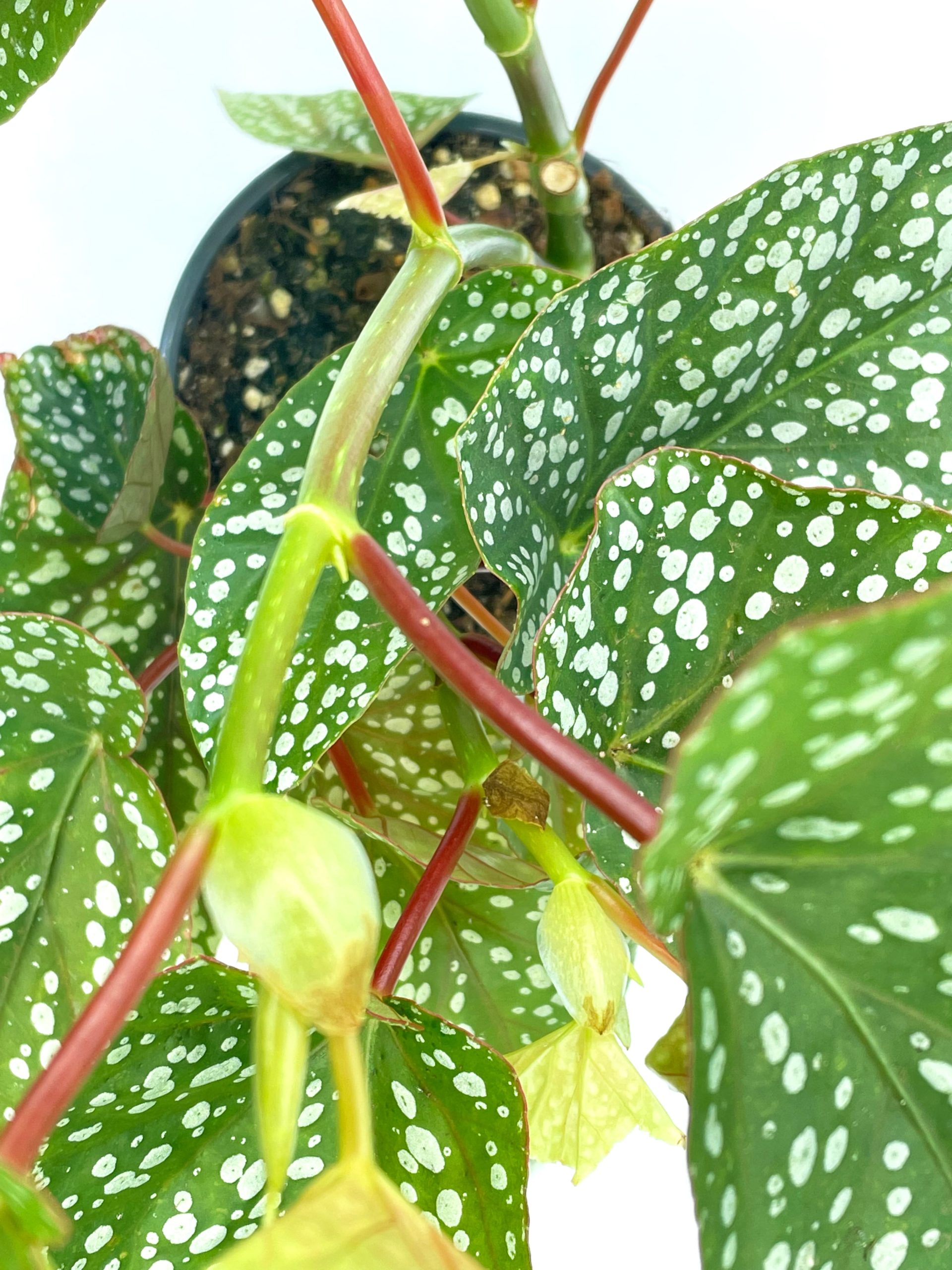 Begonia Snow Capped - HANKŌ